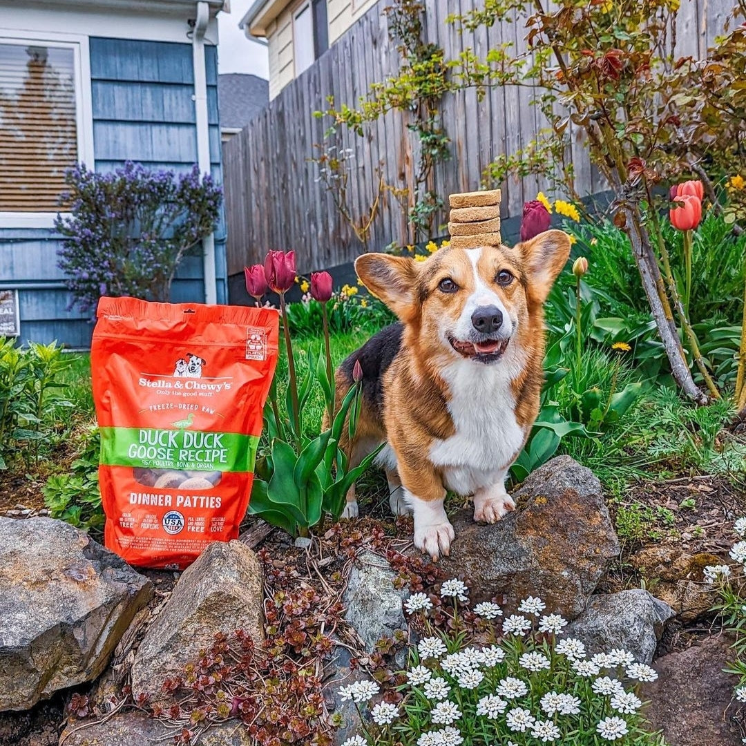 Raw Food for Dogs with Allergies | Stella & Chewy's