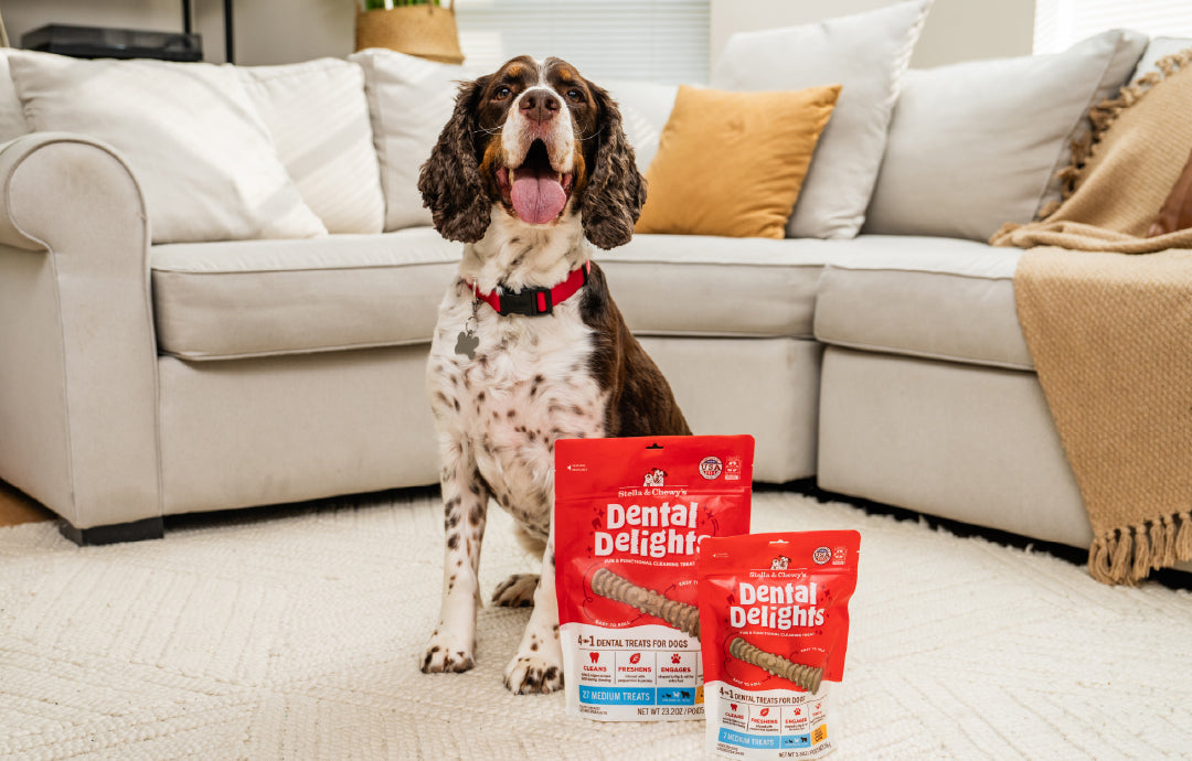 5 Benefits of Dental Treats for Dogs | Stella & Chewy's