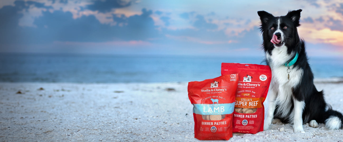 Best Raw Meats for Dogs | Balanced Raw Dog Food Guide