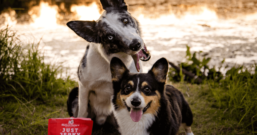 5 Natural Ways to Keep Your Dog Healthy | Stella & Chewy's