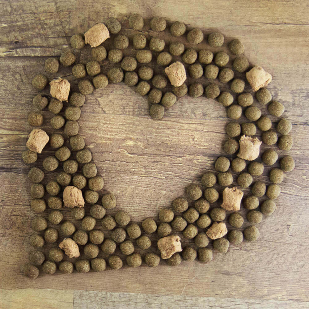 Update: FDA Report on DCM & Dog Food | Stella & Chewy's