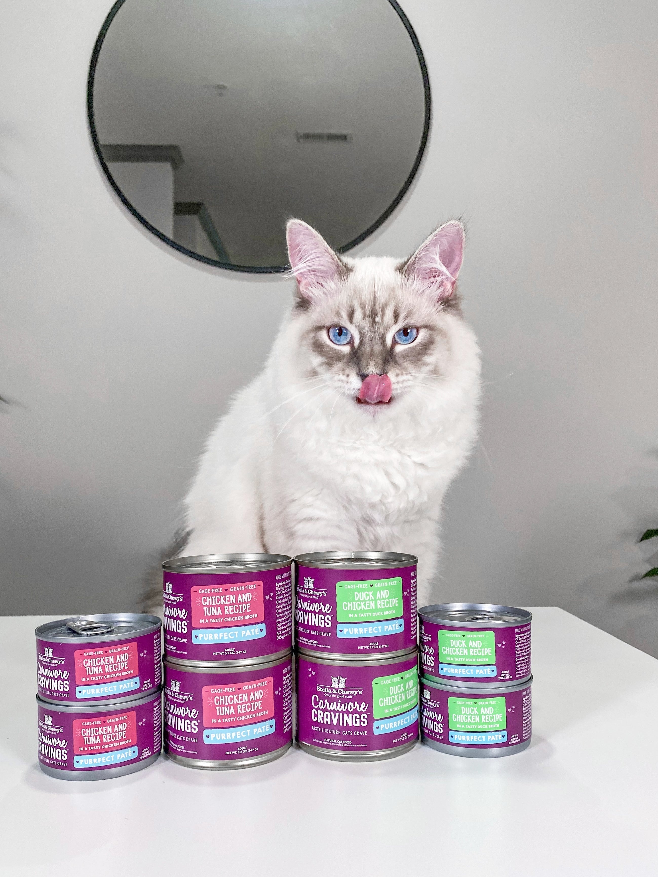 How to Clean Your Cat's Teeth | Stella & Chewy's
