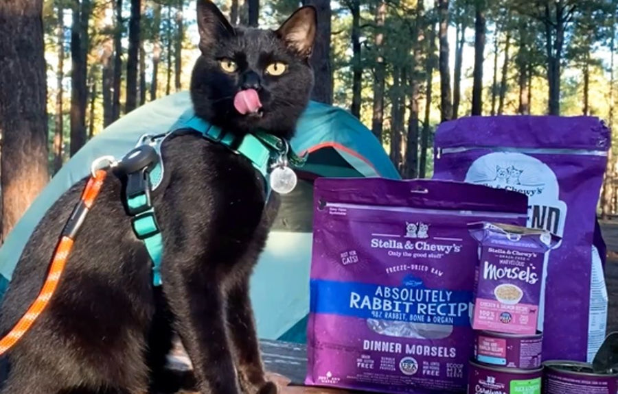 How to Camp With Your Cat | Stella & Chewy's
