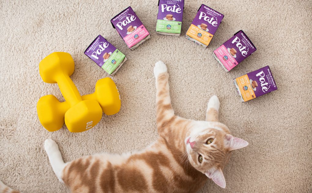 Finding a Healthy Weight for Your Cat | Stella & Chewy's