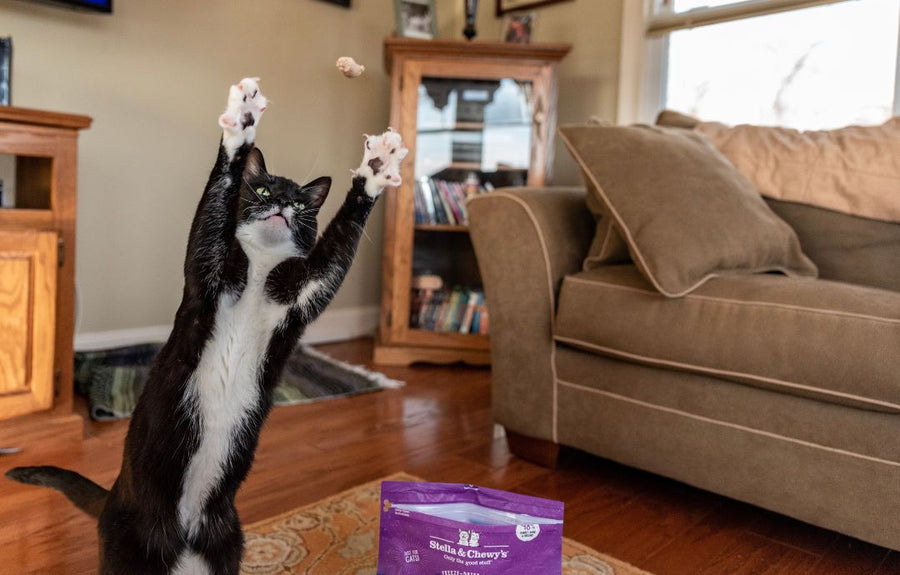 13 Tips for Cats Who Are Picky Eaters | Stella & Chewy's