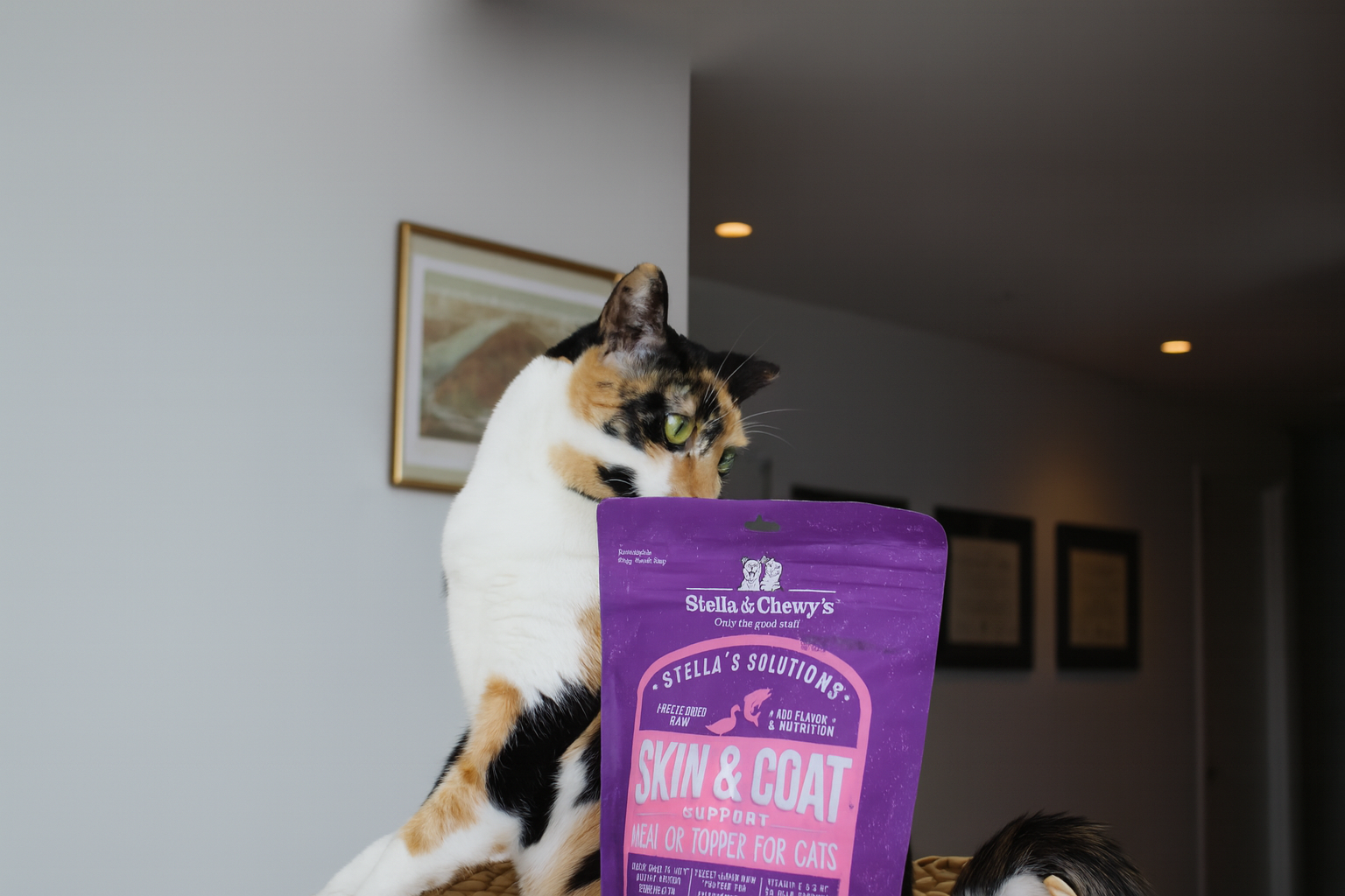 Cat Food for Skin & Coat Care