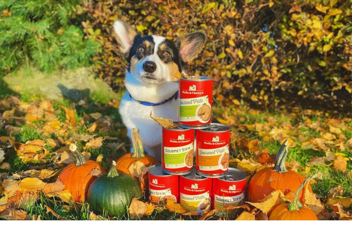 Gourmet Paté For Dogs | Premium Wet Dog Food | Stella & Chewy's