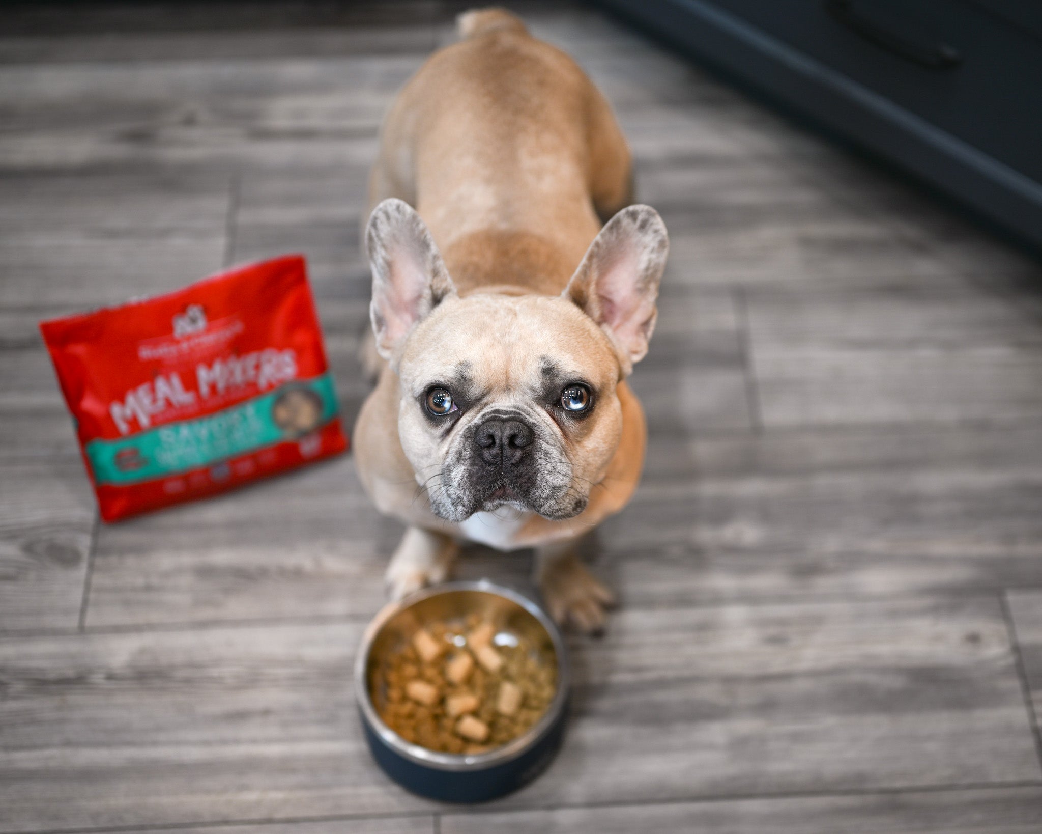 Dog Food with Wild-Caught Salmon
