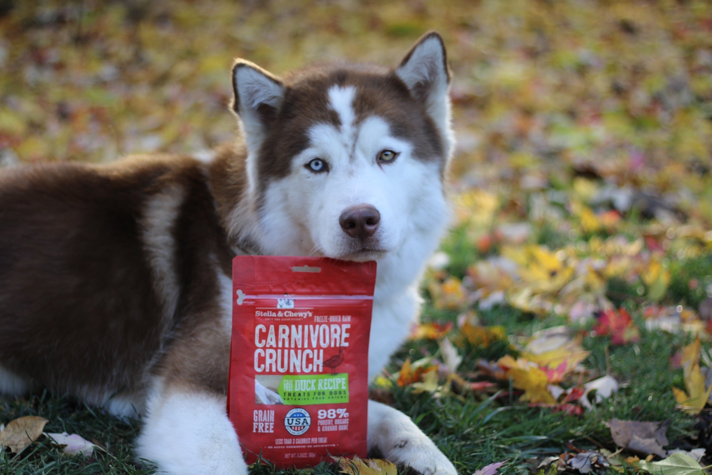 Carnivore Crunch Dog Treats | Stella & Chewy's
