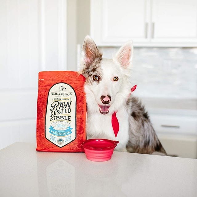 Grain Free Raw Coated Baked Dog Kibble | Stella & Chewy's