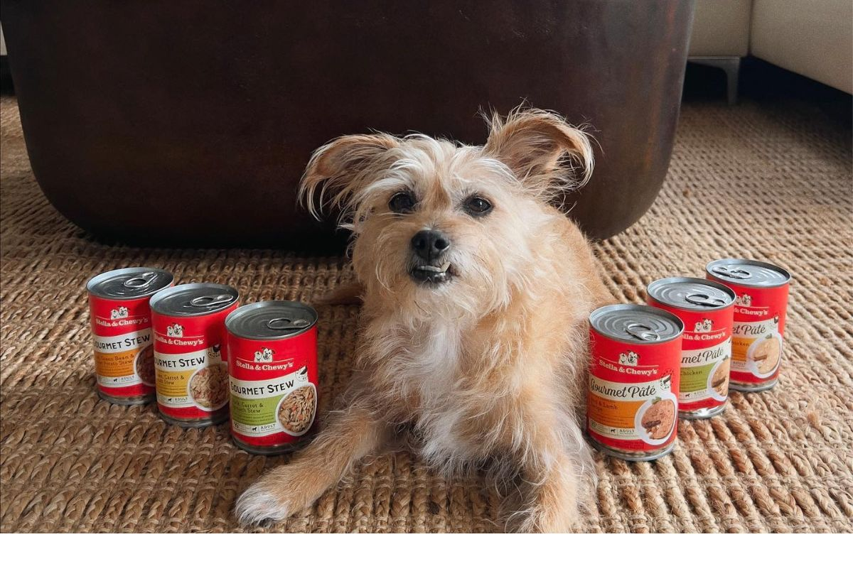 Shop Gourmet Stews for Dogs | Stella & Chewy's