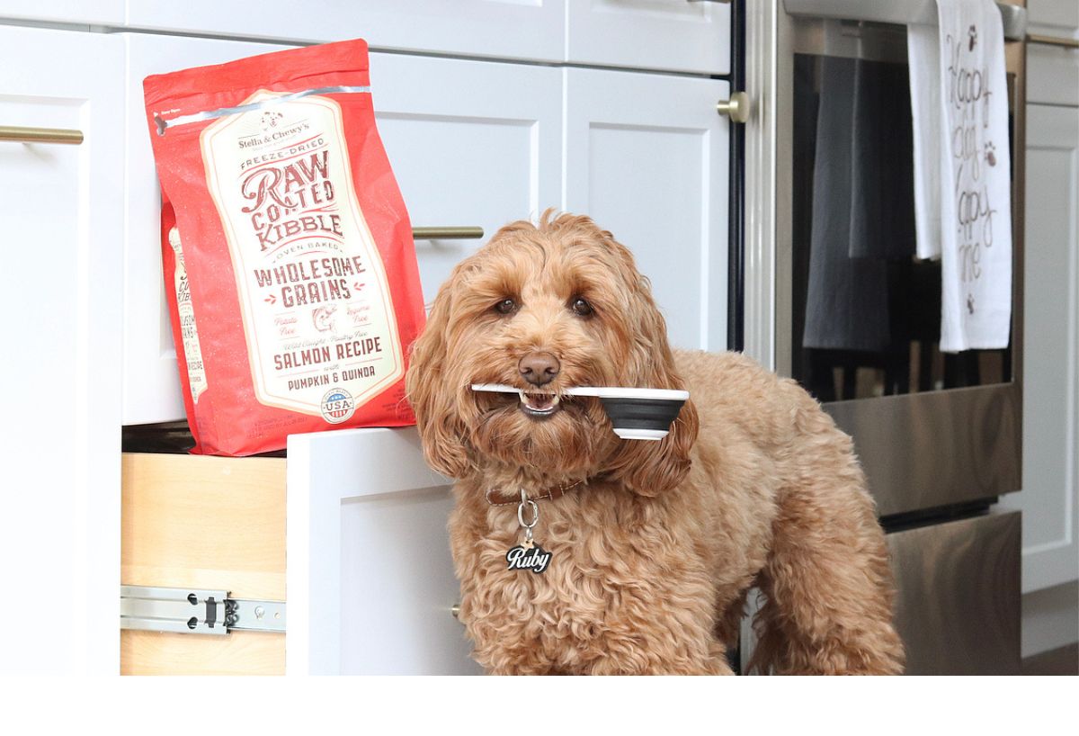 Wholesome Grains Raw Coated Baked Dog Kibble | Stella & Chewy's
