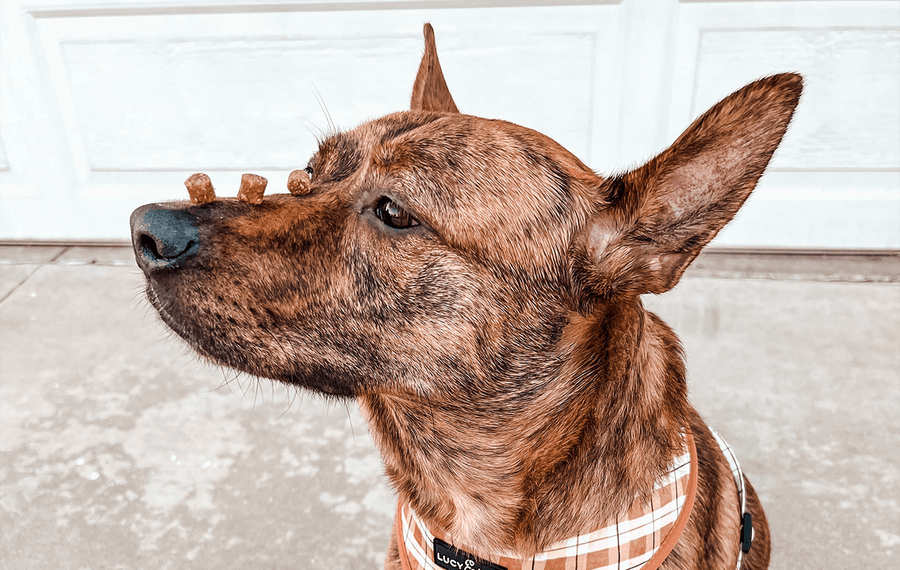 Shop Dog Treats | Stella & Chewy's
