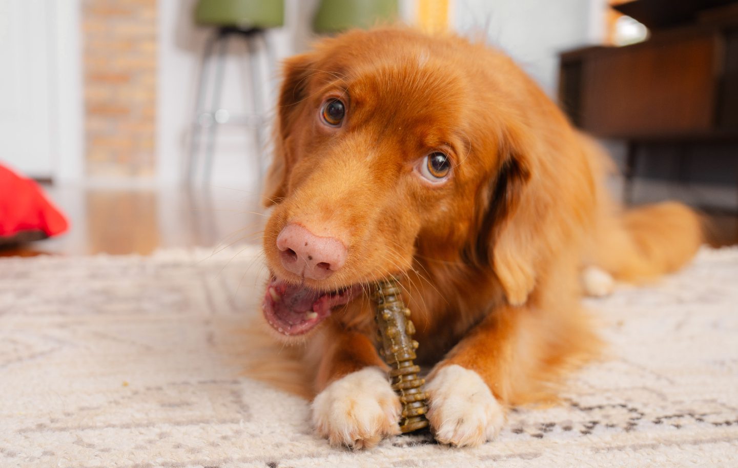 Dental Delights: All-Natural Dog Dental Chews | Stella & Chewy's