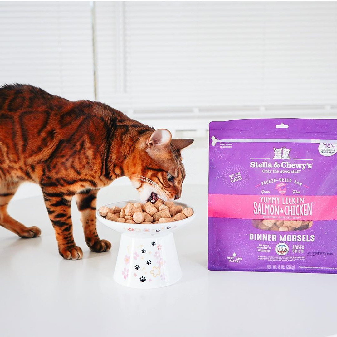 Cat Food with Raw & Natural Ingredients | Stella & Chewy's