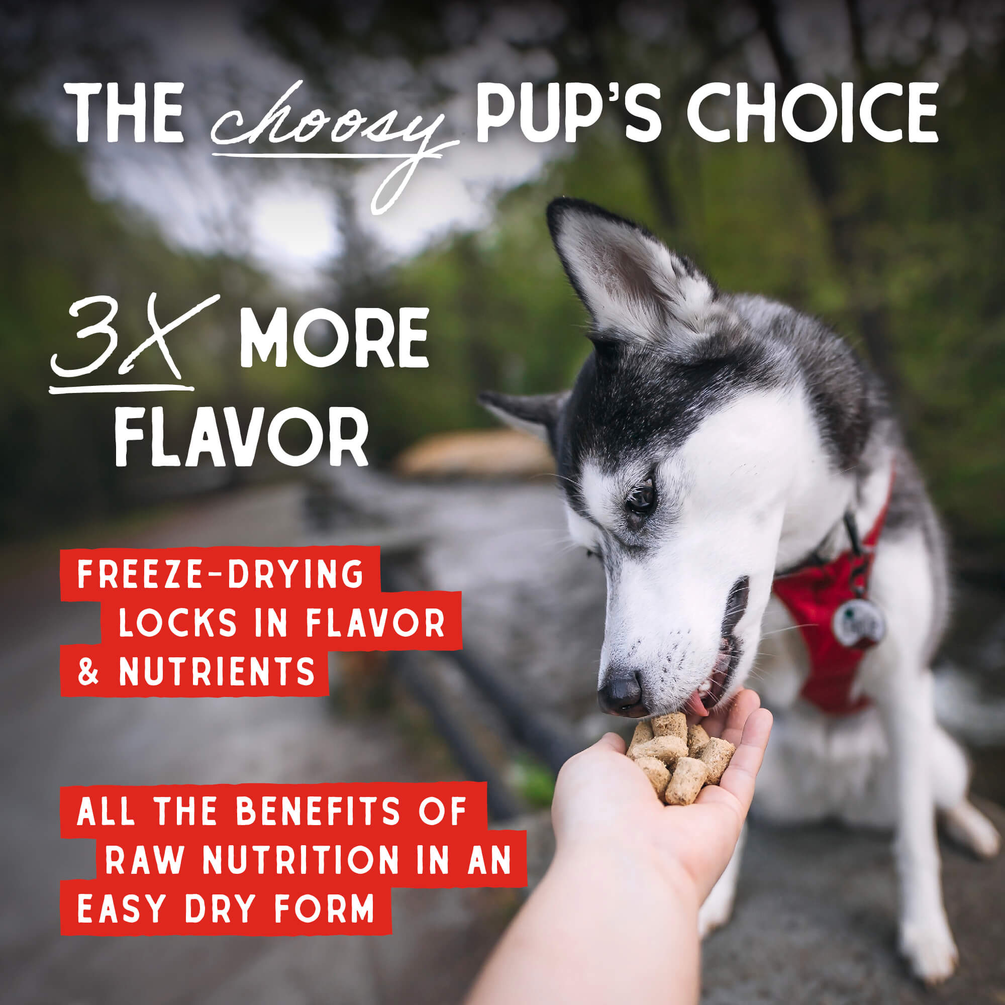 Chewy’s Chicken Meal Mixers for Dogs - Freeze Dried Raw Kibble Topper ...