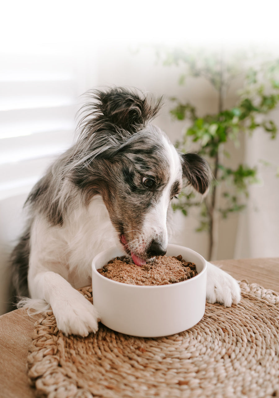 Build Your Own Dog Bowl