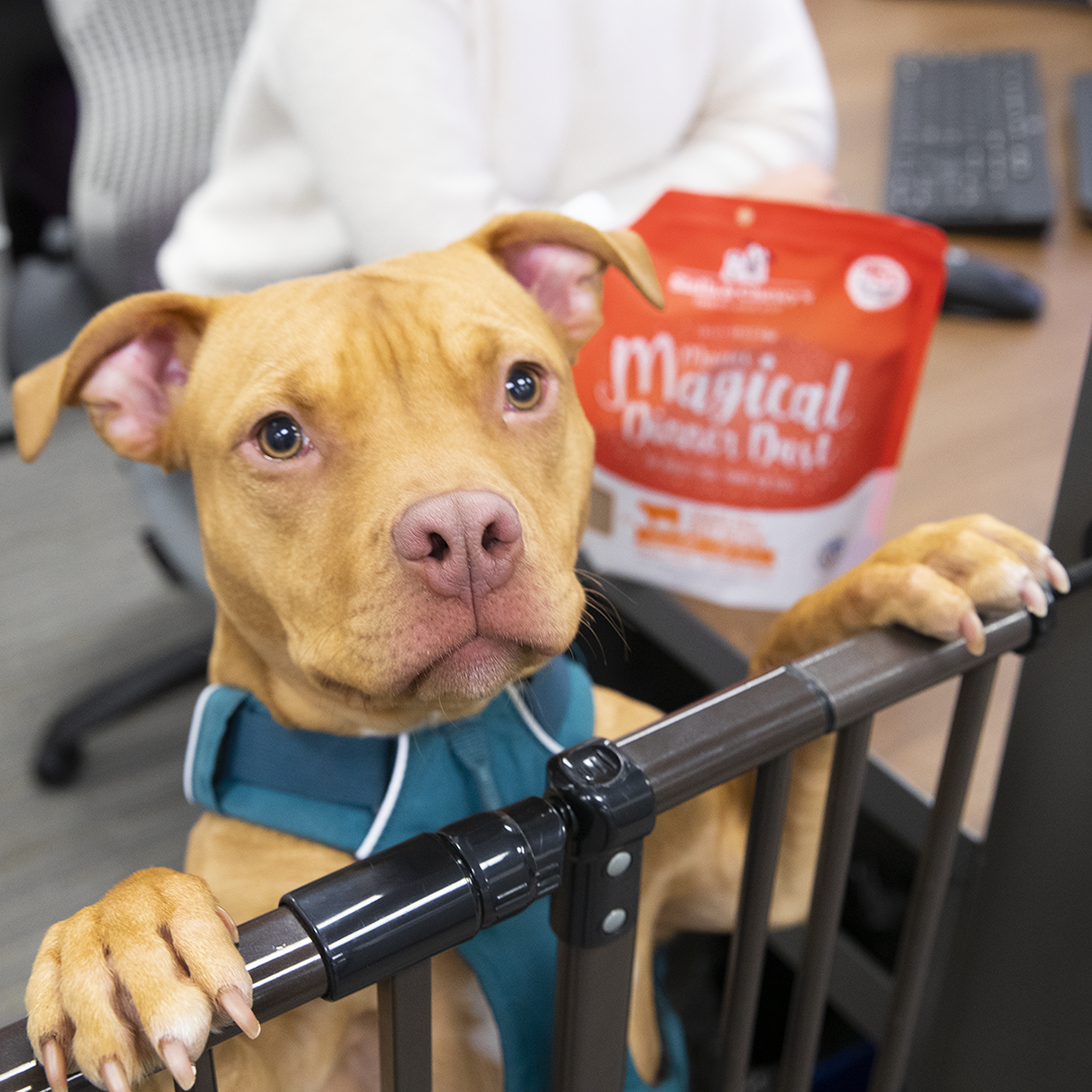 Jobs | Stella & Chewy's