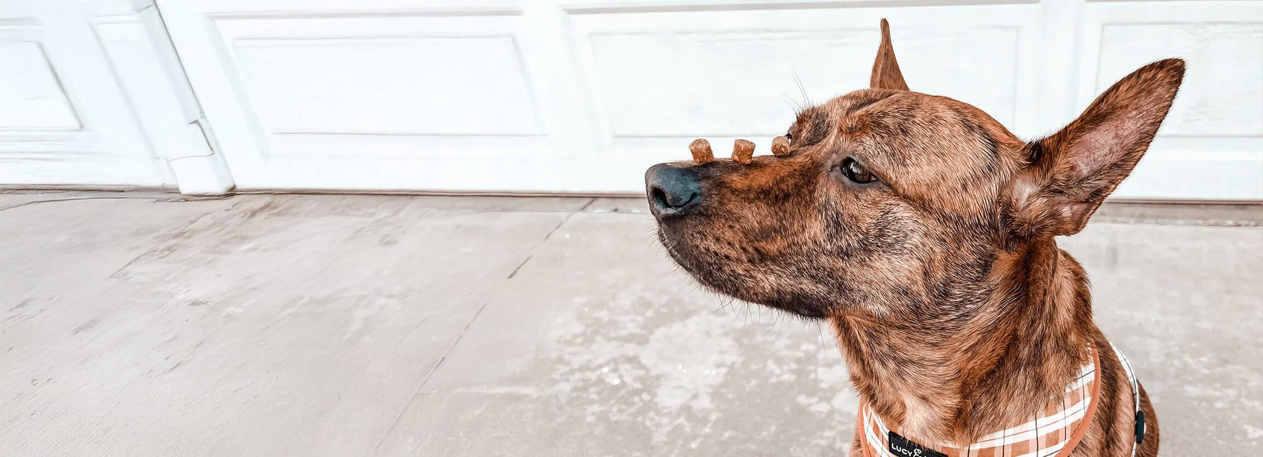 Our Blog: for the Pet Obsessed - Stella & Chewy's